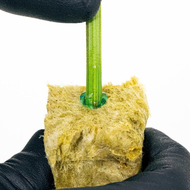 HydroWorlds offer the Athena Cuts 7oz only at $21.18